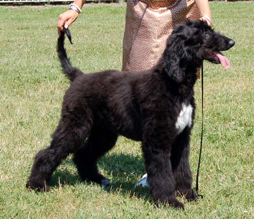 Ozzy Osbourne Gandamak