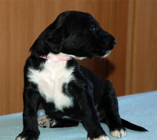 Tracy Chapman Gandamak