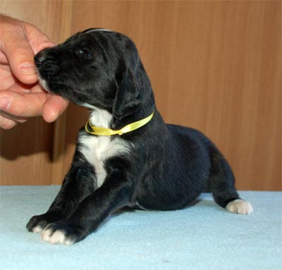 Tiffany Dupont Gandamak